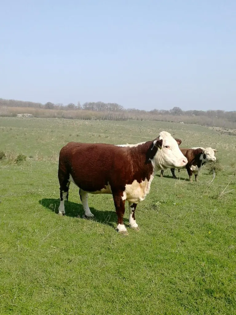 On The Farm - Lower Wilbury Farm Shop & Butchery